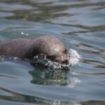 Lima: Sea Lion Swim and Wildlife Palomino Islands Cruise - Who Should Consider This Tour?