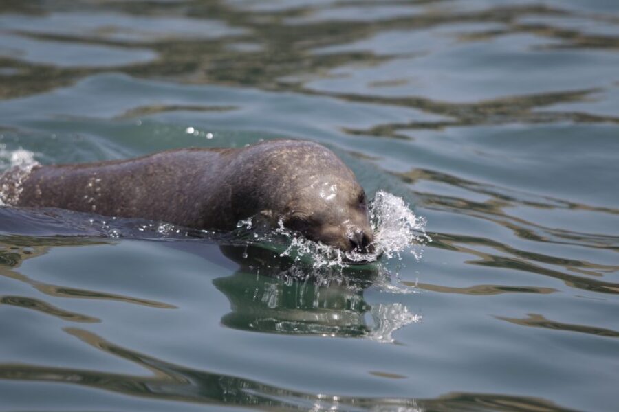 Lima: Sea Lion Swim and Wildlife Palomino Islands Cruise - Who Should Consider This Tour?