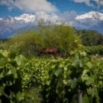Luxury Wine Tasting in Uco Valley/ Boutique Wineries & Asado - Why Travelers Love It