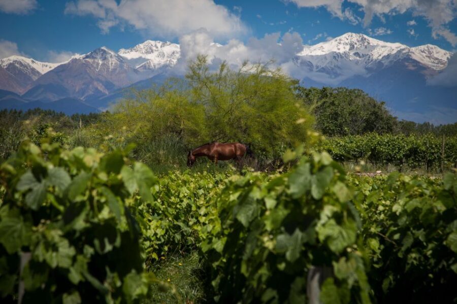 Luxury Wine Tasting in Uco Valley/ Boutique Wineries & Asado - Why Travelers Love It