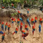 Madre de Dios: Adventure in Tambopata Jungle 3Days/2Nights - Practical Tips for Travelers