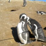 Magdalena Island Penguin Tour by Boat from Punta Arenas - Practical Tips for Your Trip