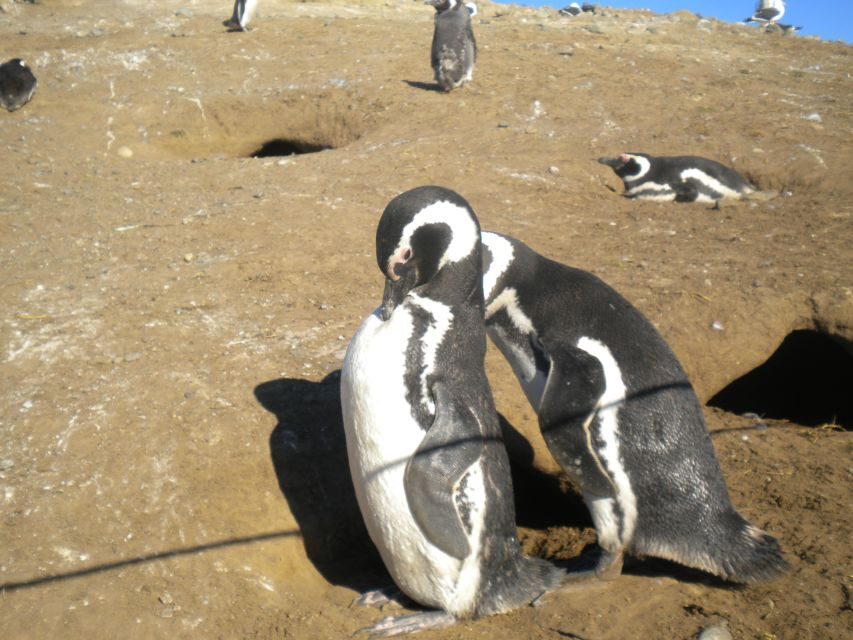 Magdalena Island Penguin Tour by Boat from Punta Arenas - Practical Tips for Your Trip