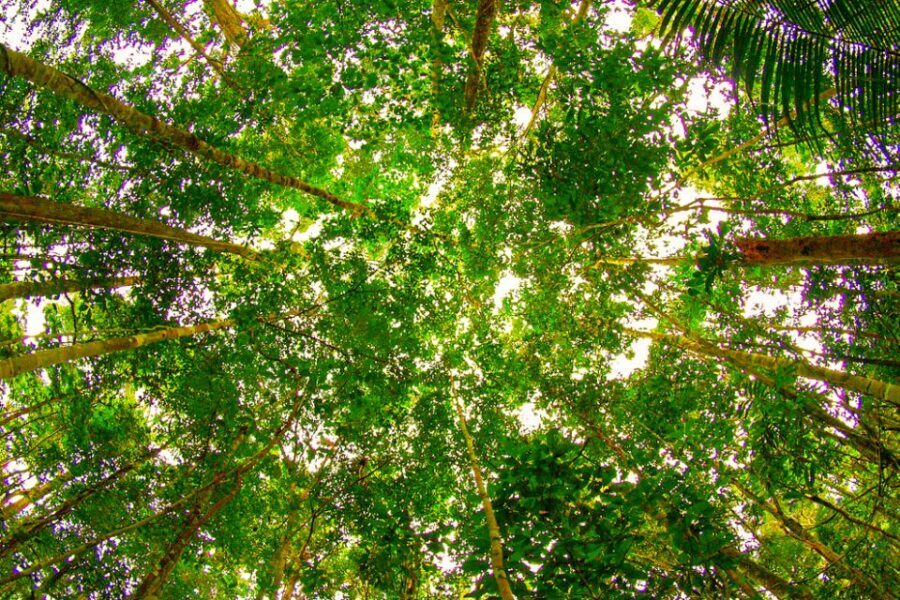 Manaus: Amazon Jungle Half-Day Walking Tour - The Value of the Experience