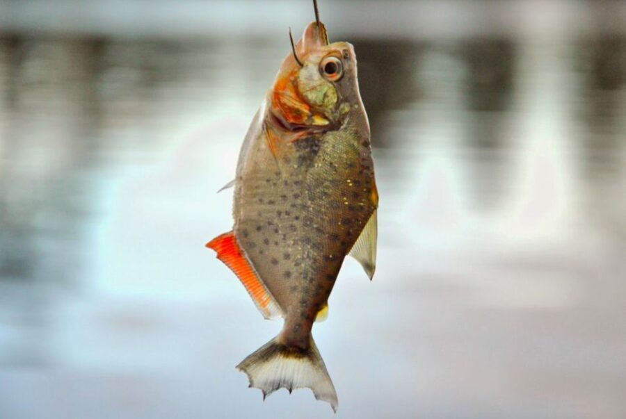 Manaus: Full-Day Tour on the Amazon River - What Sets This Tour Apart