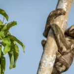 Manaus: Multi-Day Amazon Trip at Tapiri Floating Lodge - Final Thoughts