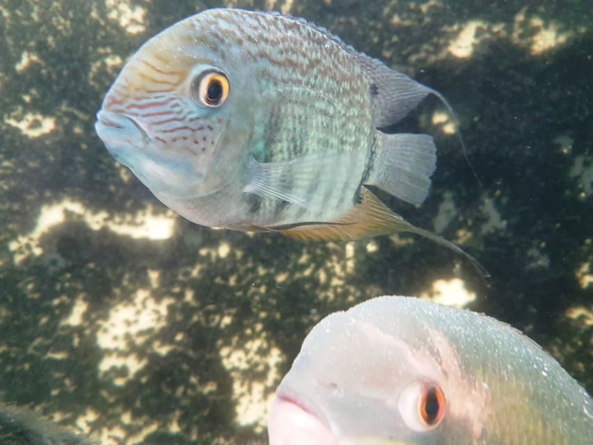 Manaus: MUSA and INPA Museums with Observation Tower Tour - Practical Details and Tips