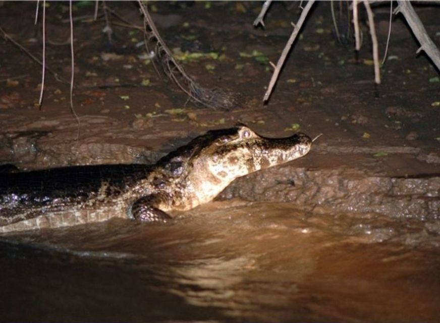Manaus: Piranha Fishing and Alligator Watch Evening Tour - Who Should Consider This Tour?