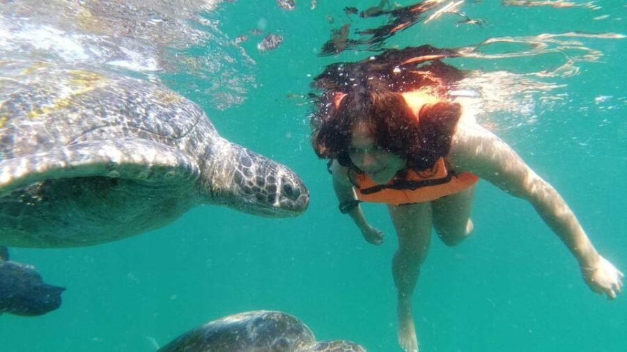 Mancora: Swimming and bathing with turtles | Entrance | - A Detailed Look at the Experience