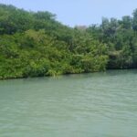 Mangroves, cultural fishing, black heritage town and lunch - A Closer Look at the Tour Itinerary