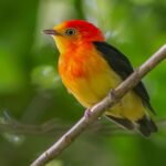 Manu National Park Tours from Cusco 5 Days - What Makes This Tour Special