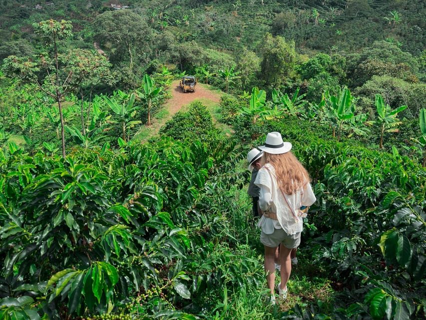 MEDELLÍN: HALF-DAY COFFEE TOUR AT LOCAL FAMILY FARM - The Itinerary — What You’ll Do and See
