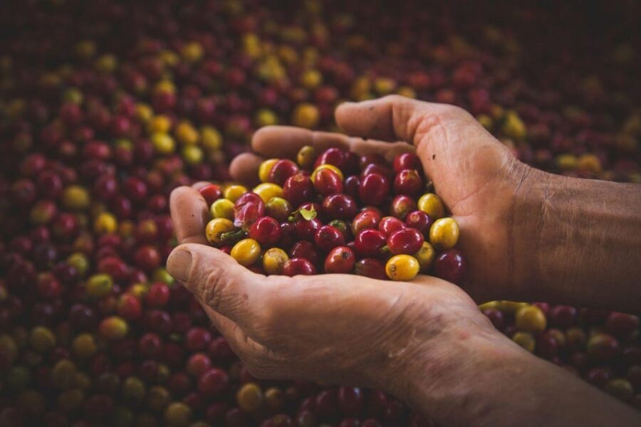 Most complete COFFEE TOUR at local family farm - Why This Tour Offers Great Value
