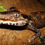Night Excursion Search for Alligators | Tambopata River - Transportation and Group Dynamics