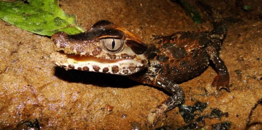 Night Excursion Search for Alligators | Tambopata River - Transportation and Group Dynamics