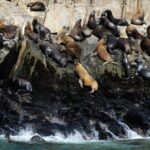 Palomino Islands Yacht Tour and swim alongside the sea lions - The Itinerary: What to Expect