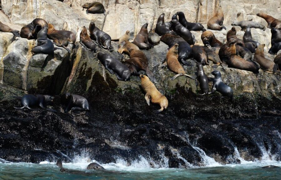 Palomino Islands Yacht Tour and swim alongside the sea lions - The Itinerary: What to Expect