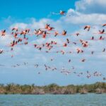 Palomino: Sanctuary of Flamingos Day Tour - Is the Price Worth It?
