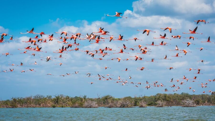 Palomino: Sanctuary of Flamingos Day Tour - Is the Price Worth It?