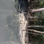 Pantanal of Rio de Janeiro - The Sum Up