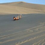 Paracas Adventure Tour - What Makes This Tour Stand Out