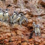Paracas: Ballestas Islands Morning Boat Tour - How the Itinerary Shapes the Experience