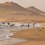 Paracas : Ballestas Islands & Paracas Reserve - Full Day - Practical Aspects and Value