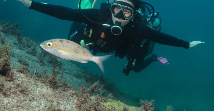 Paraty: Discovery Scuba Diving Experience for Beginners - Analyzing the Value