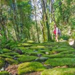 Paraty: Gold Trail Rainforest Hiking Tour - What Travelers Are Saying