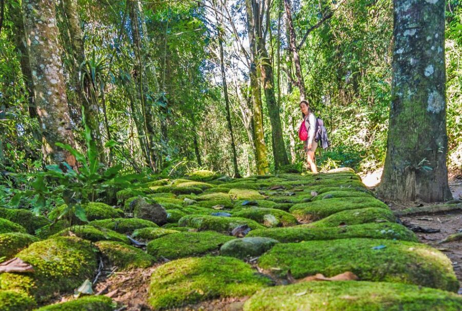 Paraty: Gold Trail Rainforest Hiking Tour - What Travelers Are Saying