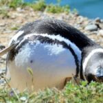 Peninsula Valdes: Shore excursion for cruise passengers - In-Depth Look at the Itinerary