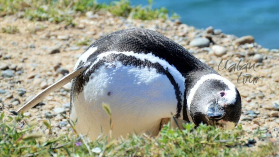 Peninsula Valdes: Shore excursion for cruise passengers - In-Depth Look at the Itinerary