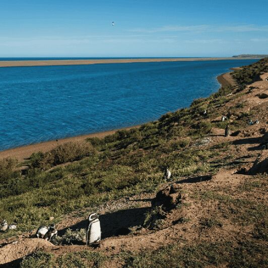 Peninsula Valdés: Shore Excursion in private - The Itinerary: A Layered Experience of Nature and Wildlife