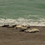 Peninsula Valdes Shore Tour for Cruise Passengers Lunch+City - An In-Depth Look at the Peninsula Valdés Shore Tour