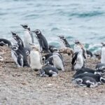 Península Valdés with Estancia San Lorenzo (Full Day) - Authentic Experiences and Traveler Feedback