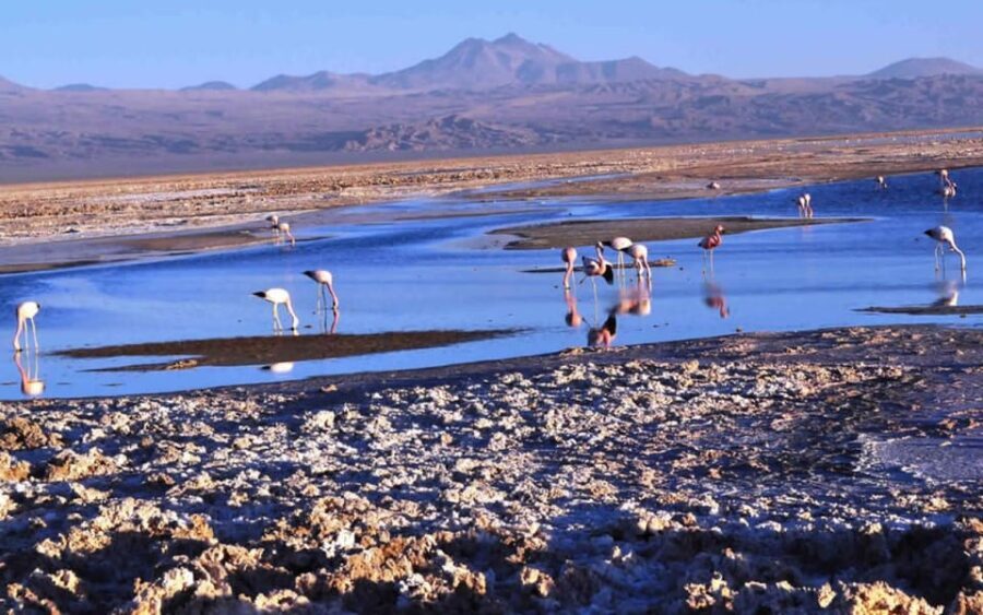 Piedras Rojas, Salar de Atacama and lakes of the high platea - Who Is This Tour Best For?