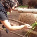 Private Full-Day Sacred Valley & Alpaca Farm Tour - A Closer Look at the Itinerary
