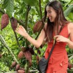 Private Tour of Chocolate Plantation and Processing - Practical Details and Value
