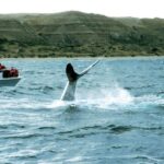 Puerto Madryn: Excursion to Peninsula Valdes Classic - Authentic Experiences and Traveler Insights