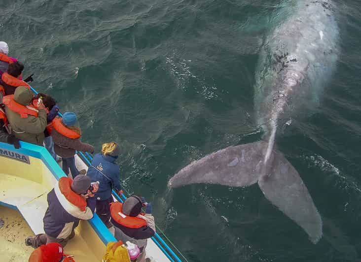 Puerto Madryn: Península Valdes with optional Whale Watching - Authentic Experiences and Practical Tips