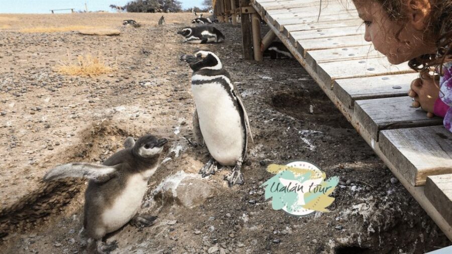 Puerto Madryn: Punta Tombo Shore Excursion for Cruise Guests - The Itinerary: What to Expect