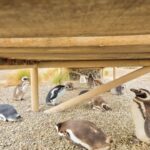 Puerto Madryn: Punta Tombo Walking Among Penguins Experience - What You Can Expect on This Full-Day Tour