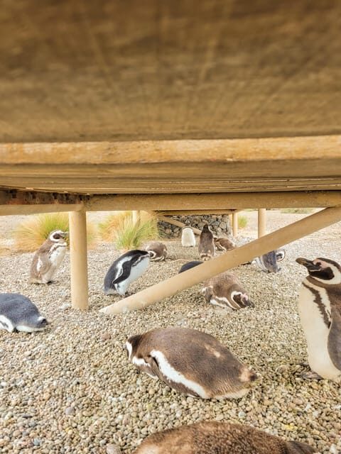 Puerto Madryn: Punta Tombo Walking Among Penguins Experience - What You Can Expect on This Full-Day Tour