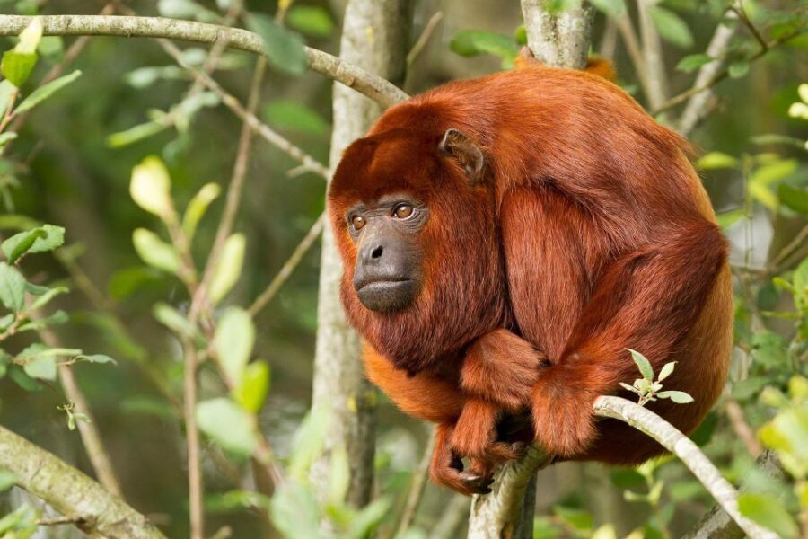 Puerto Maldonado: 4-day Tambopata National Reserve - The Value of the Experience