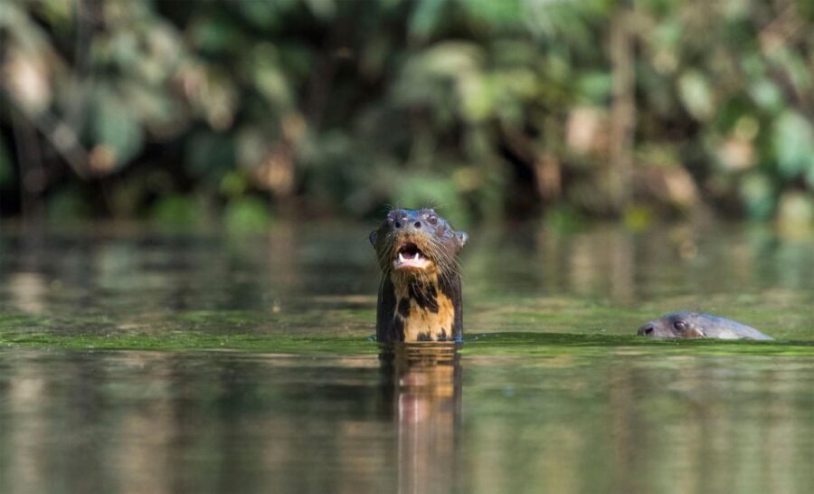 Puerto Maldonado |Hiking in the jungle + Sandoval Lake| - The Itinerary in Detail