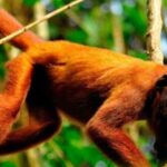 Puerto Maldonado: Kayak and Zip Line Adventure + Monkey Isla - Exploring the Amazon Jungle