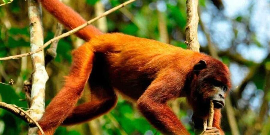 Puerto Maldonado: Kayak and Zip Line Adventure + Monkey Isla - Exploring the Amazon Jungle