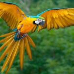 Puerto Maldonado: Parrot and Macaw Clay Lick Excursion - Practical Details and Value
