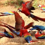 Puerto Maldonado: Parrot and Macaw Clay Lick Excursion. - The Transport and Group Dynamics