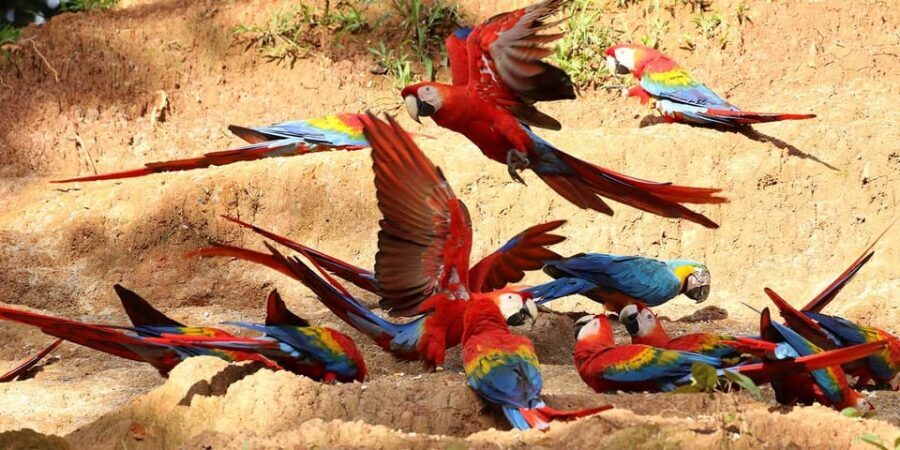 Puerto Maldonado: Parrot and Macaw Clay Lick Excursion. - The Transport and Group Dynamics